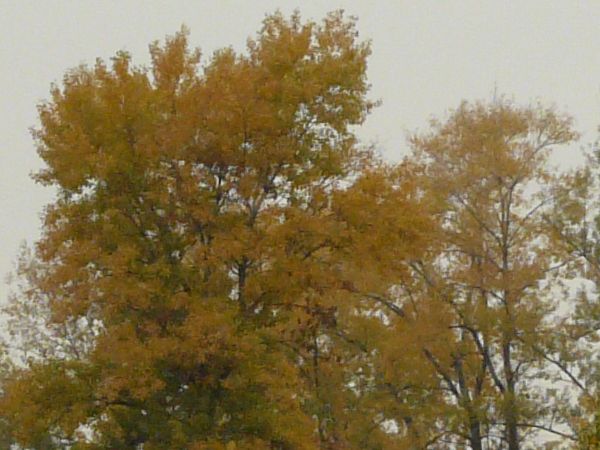 forest side view texture 0007 - Texturelib